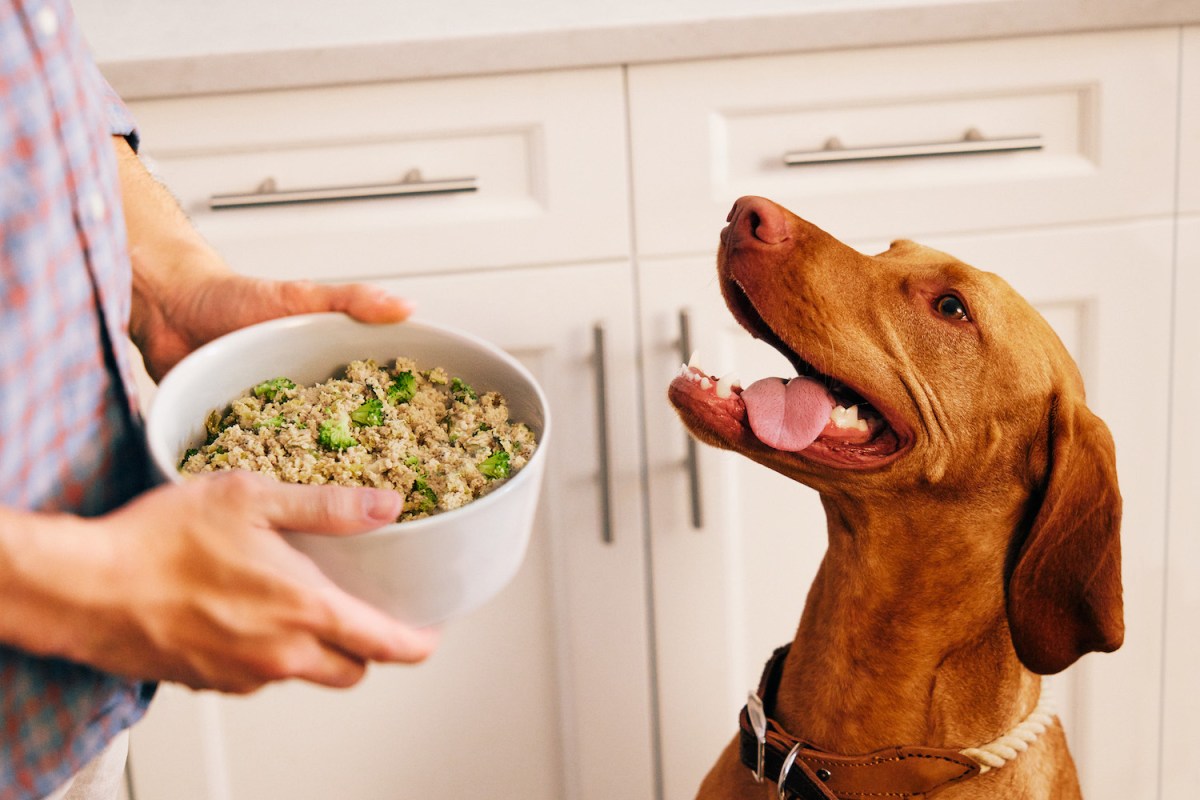 An Honest Review of The Farmer’s Dog - InsideHook