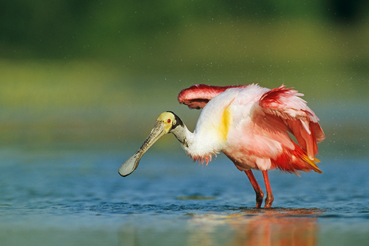 Inside America's Birdiest City - InsideHook