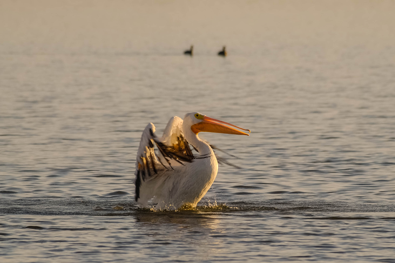Inside America's Birdiest City - InsideHook