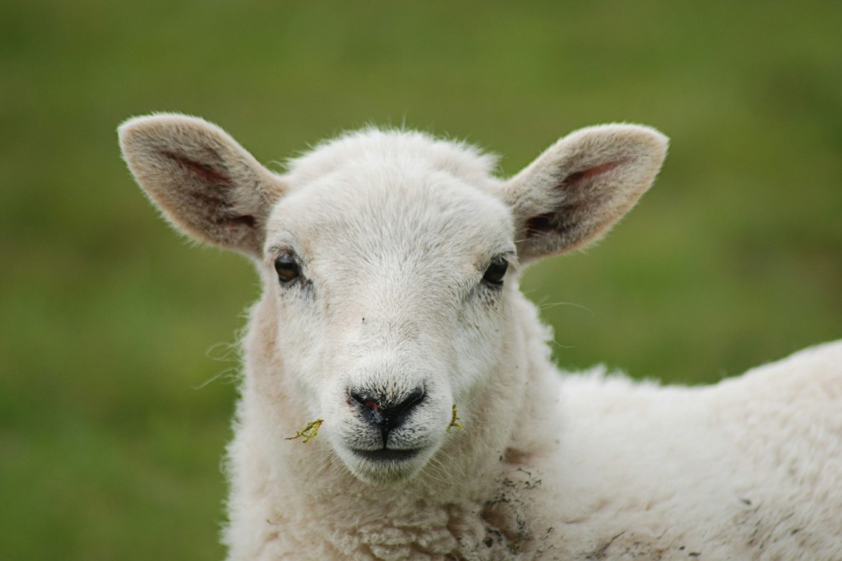 Who Needs Clocks? Sheep Eyes Can Help Tell Time. - InsideHook